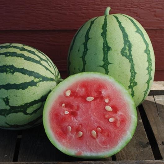 Dixie Queen Watermelon – Bloomin' Bin