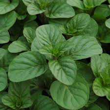 Orange Mint – Bloomin' Bin